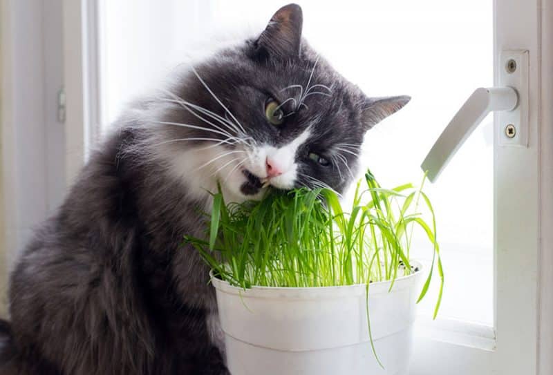 House Plants Safe for Cats (Cat Friendly Indoor Plants)