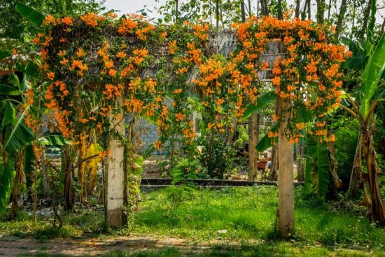 15 Beautiful Arbor Designs (Garden Ideas)