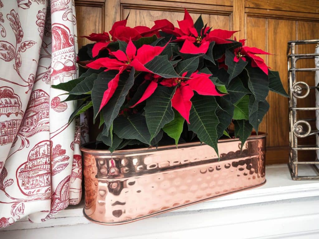 65 Beautiful Flower Box Ideas (Pictures)