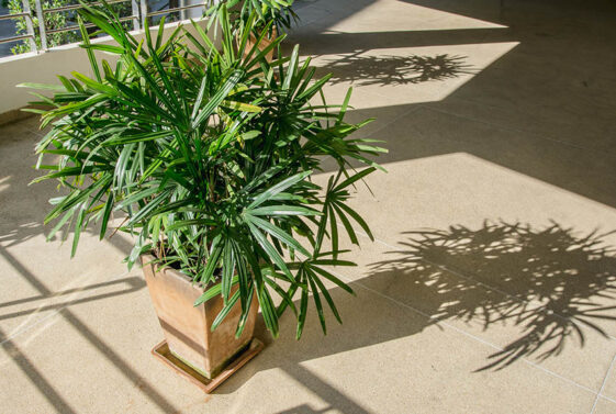 Potted Palm Trees for Your Patio