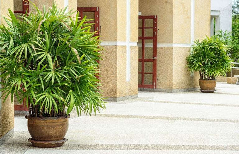 Potted Palm Trees for Your Patio