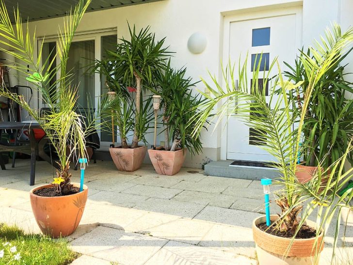 Potted Palm Trees for Your Patio
