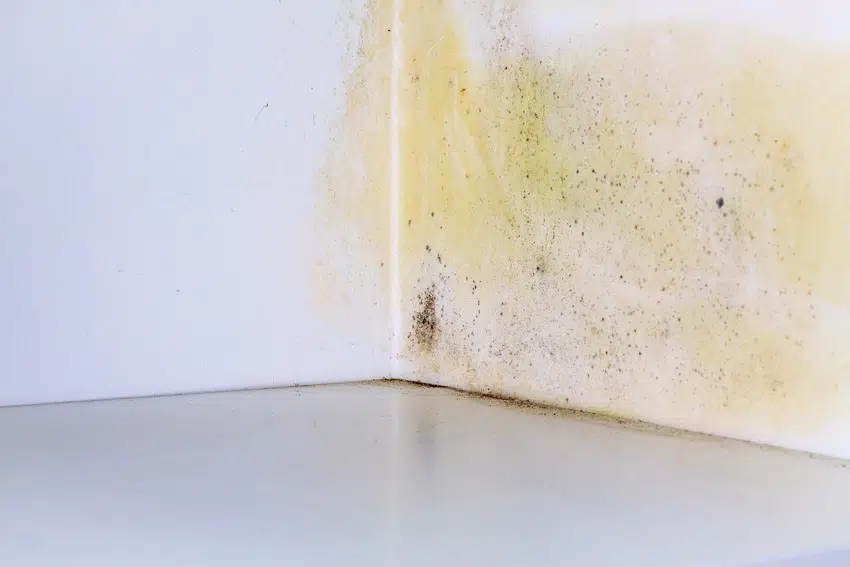 Mold in Closet (Causes, Removal & Prevention) - Designing Idea