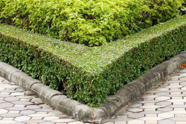 13 Best Hedge Plants For Privacy: Shrub & Tree Guide
