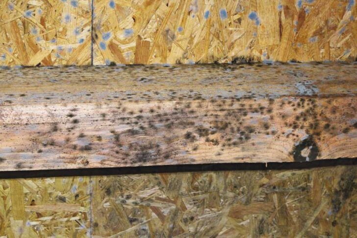 Mold In Crawl Spaces (Causes, Prevention & Removal Tips)