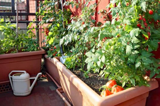 Terrace Garden Ideas (Layouts & Designs)