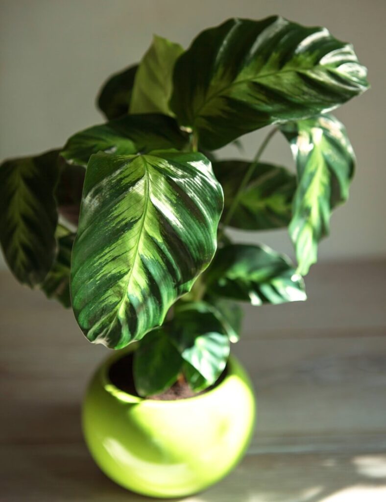 Types of Calatheas (Plant Varieties & Pictures)