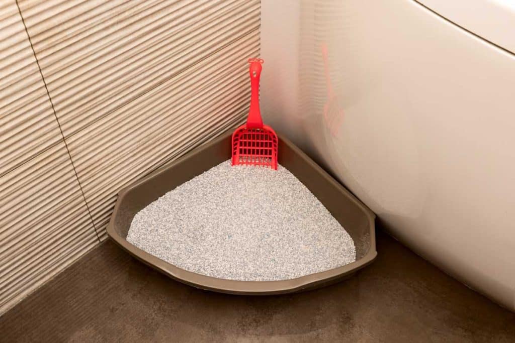 Where To Put the Litter Box In a Small Apartment? 7 Placement Ideas